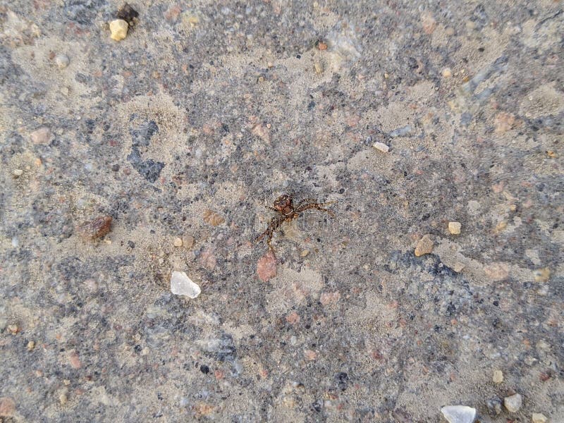 Small Spider on the Pavement Top View Stock Image - Image of pavement ...