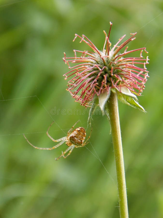 Spider stock photo. Image of spider, small, animal, macro - 100135618