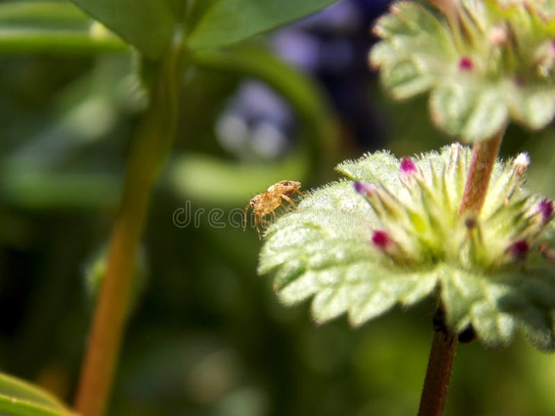 Small spider on a plant stock image. Image of macro - 114661697
