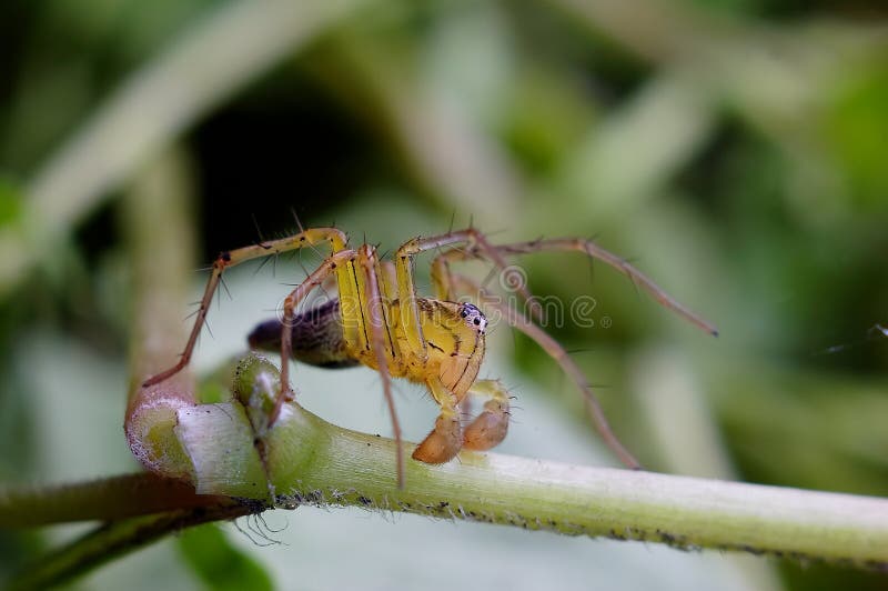 A small spider stock photo. Image of ecological, natural - 30249360