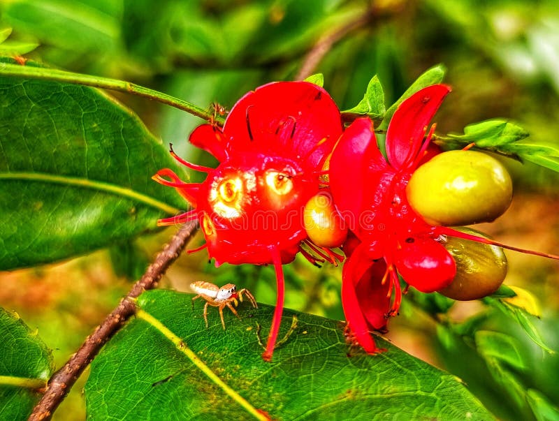 A Small Spider is Posing for the Camera. Stock Image - Image of ...