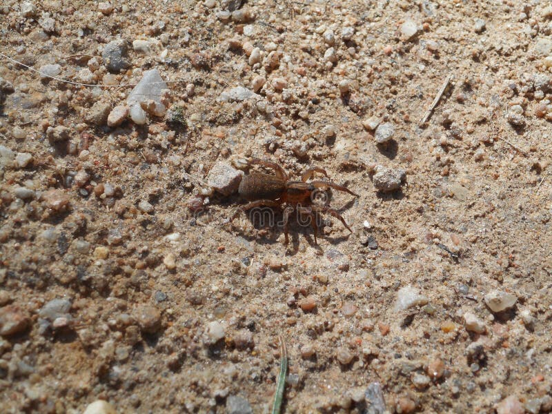 Spider on a sand. stock image. Image of wild, spider - 15557041
