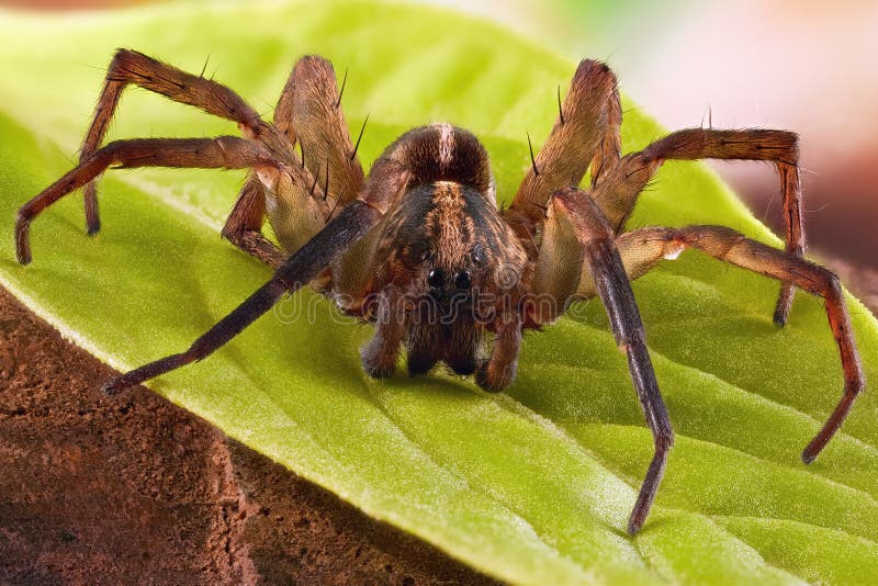 Spider Sits on a Green Leaf Stock Image - Image of concrete, head ...