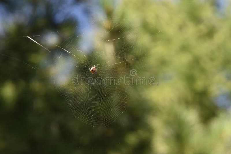 A Small Spider Sits in a Cobweb in the Forest between the Trees Stock ...
