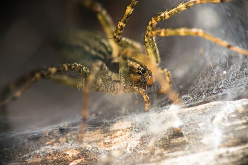 A Small Spider Sits Inside Its Web. Under a Strong Increase Stock Photo ...
