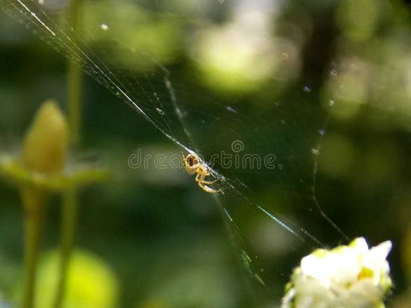 Small Spider on a Spider S Web Stock Photo - Image of spiderweb ...