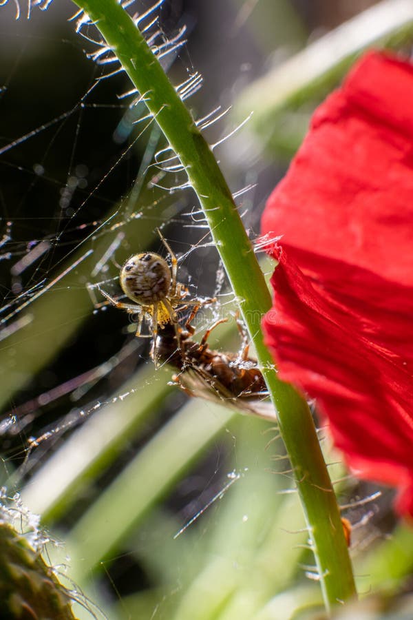 Small Spider Spinning Its Web on a Flower Stem Attacking a Trapped ...