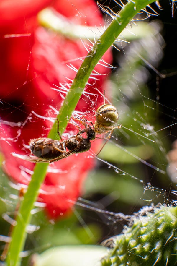 Small Spider Spinning Its Web Flower Stem Attacking Trapped Insect ...