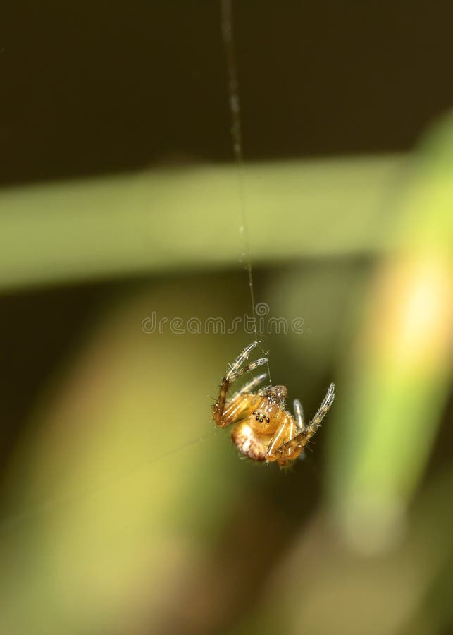 A Small Spider Weaves a Web in the Forest Stock Image - Image of autumn ...