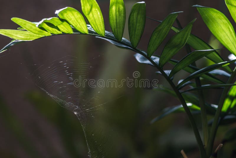 Small Spider Web Caught in the Leaves of a Palm Tree Backlit in the ...