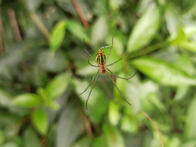 Small Spider in a Web that Looks Like it S Floating Stock Illustration ...