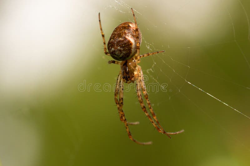 A Small Spider on a Web in Macro Stock Image - Image of brown, eight ...