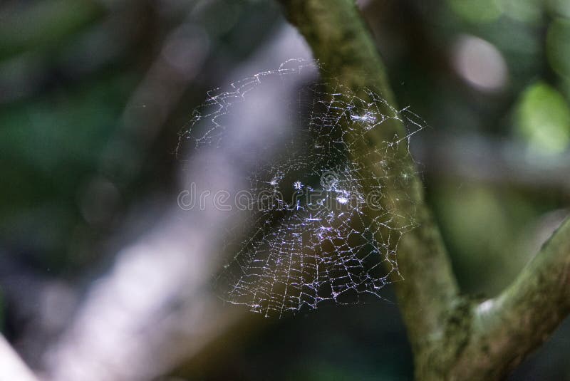 A Small spider web stock photo. Image of invertebrate - 228250480