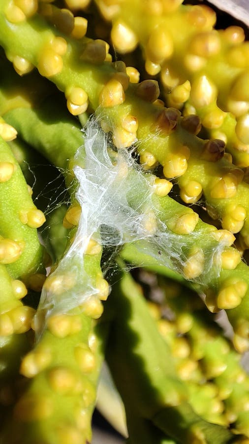 Small spider web stock image. Image of tree, leaf, food - 265986537