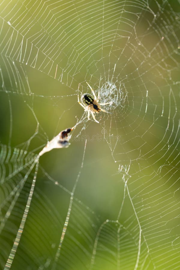Small spider on a web stock photo. Image of natural - 250480702
