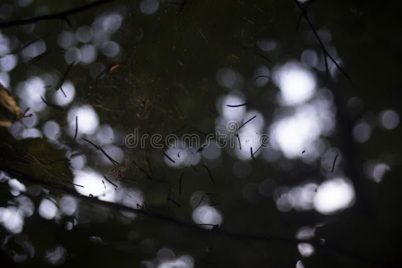 A Small Spider in a Web. Spider Web in the Forest Stock Photo - Image ...