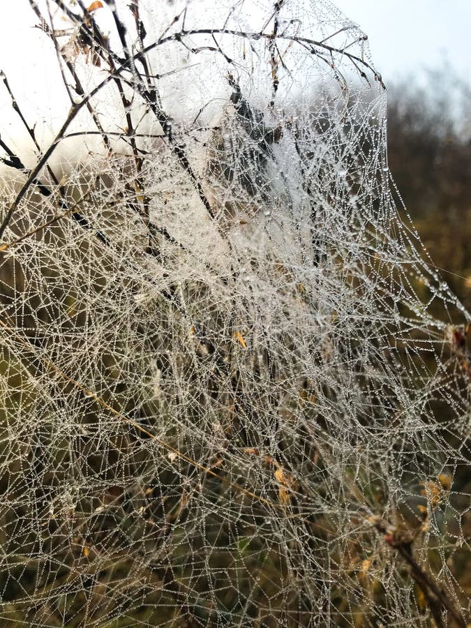 Small Spider Web on Wild Herbs during the Sunrise. Stock Image - Image ...
