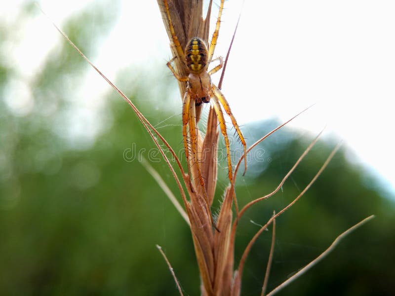Small Spider on a Withered Plant, Macro Stock Photo - Image of ...