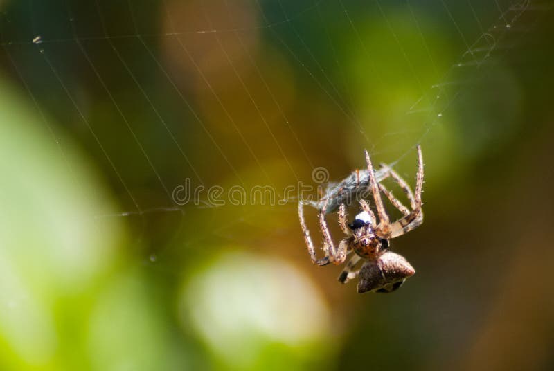 Small Spider Wrapping Its Prey Stock Photo - Image of catching, spider ...
