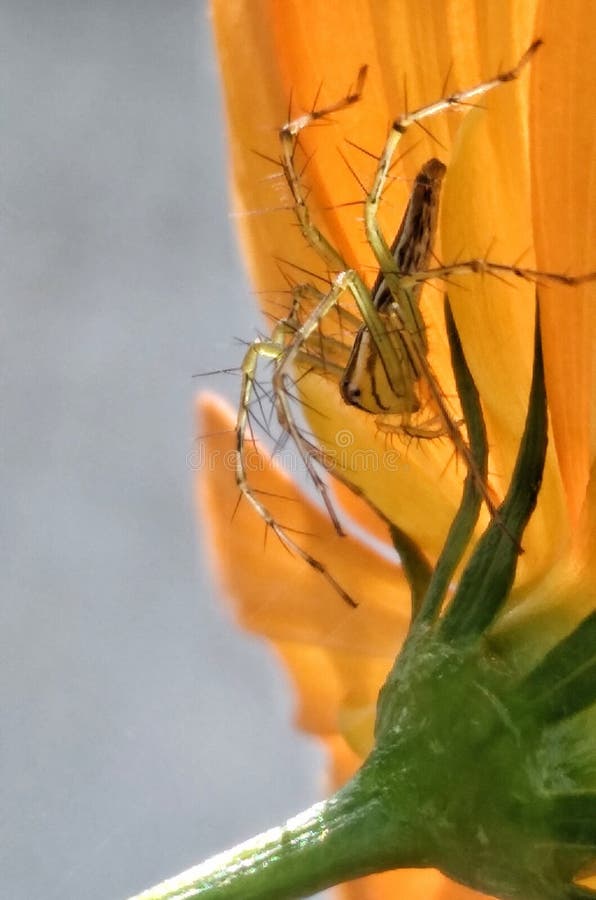 Small Spider is on the Yellow Color Beautiful Flower Stock Photo ...