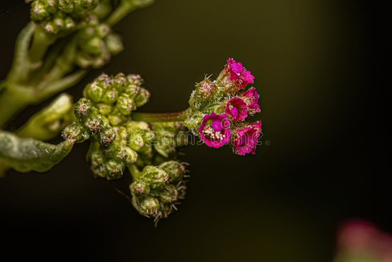 Small Spiderling Plant stock photo. Image of genus, nature - 264276230