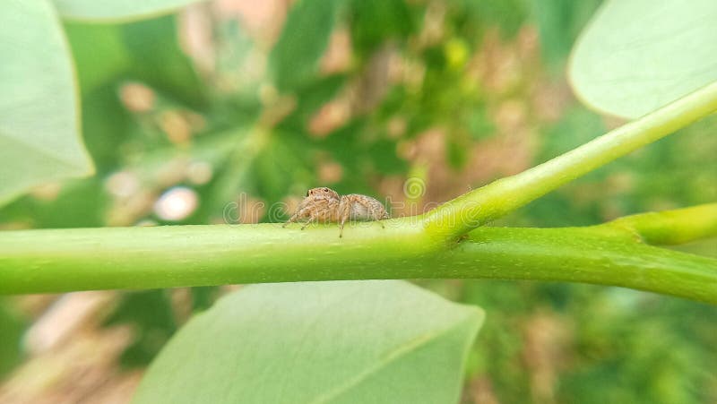Small spiders crawling stock image. Image of tree, produce - 367975575