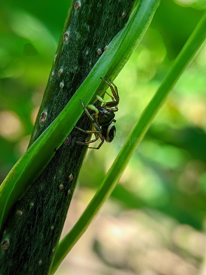 Small Spiders Crawling on Tree Branches Stock Image - Image of grass ...