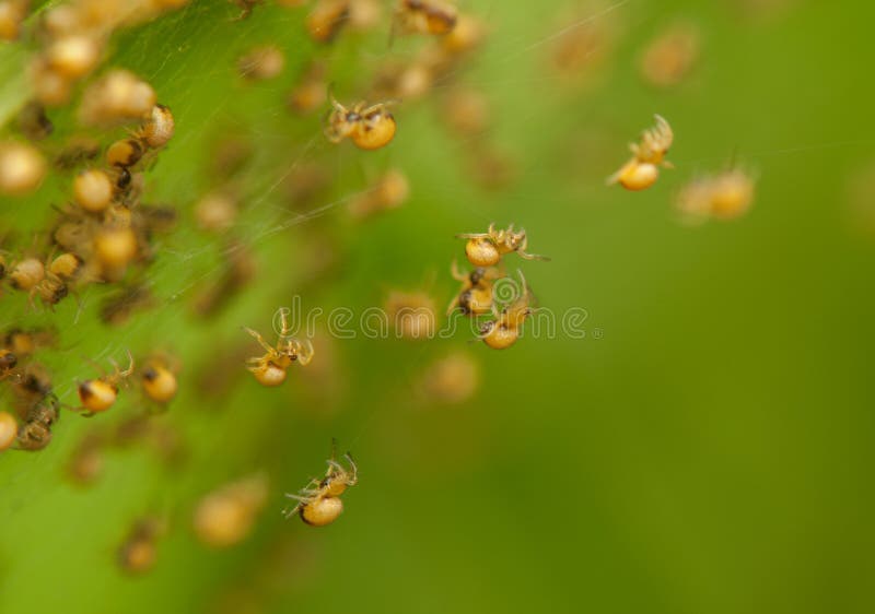 Small spiders stock photo. Image of fauna, black, danger - 31272906