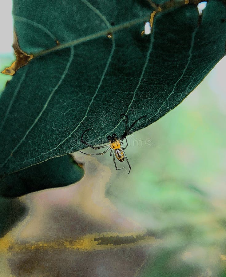 Small Spiders are Making Spider Webs Stock Photo - Image of making ...