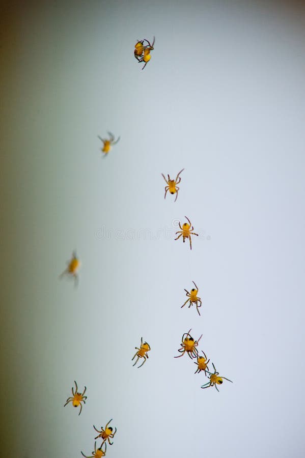 Small Brick Red Spiders Stock Photos - Free & Royalty-Free Stock Photos ...