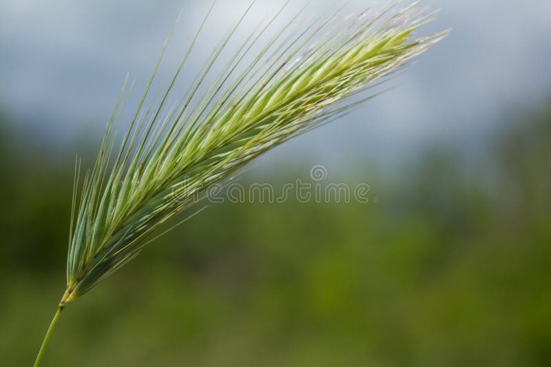 Small Spike of Grass. Sunny Day Stock Image - Image of landscape ...