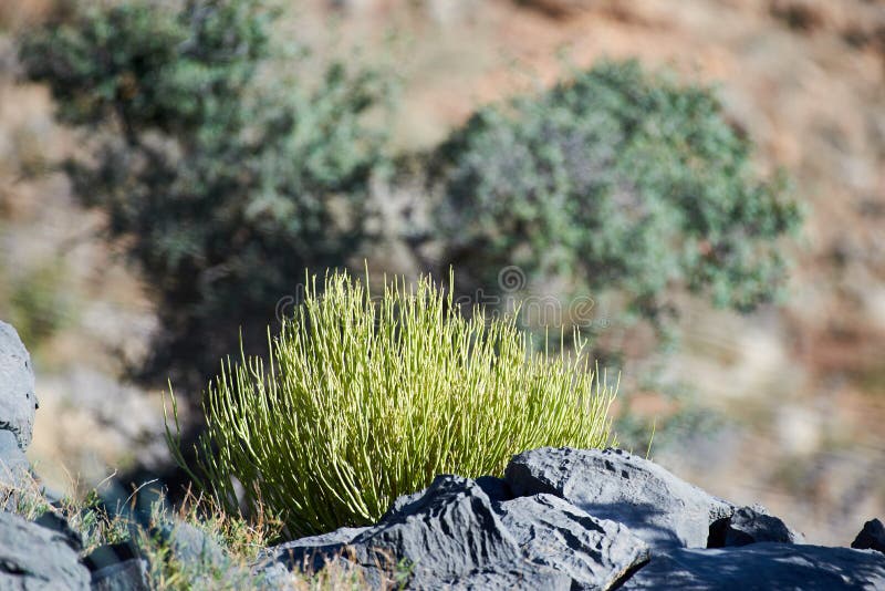 Small Spiky Rounded Leafless Shrub Stock Image - Image of shrub, rocks ...
