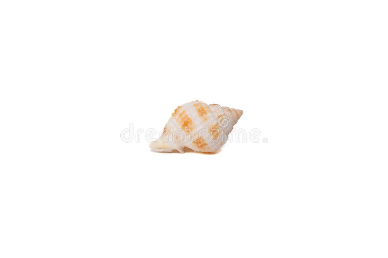 Small Spiky White Seashell with Orange Checkered Pattern on White ...
