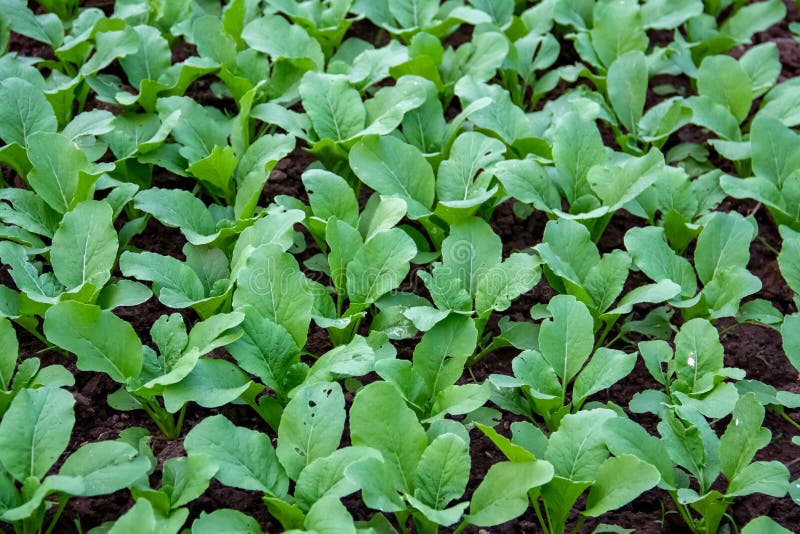 Small Spinach Plants that Have Just Been Planted in the Plantation ...