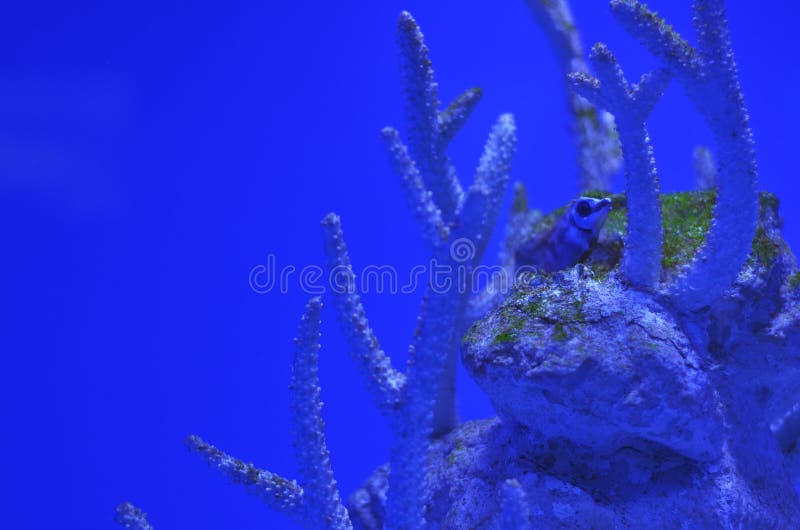 Spiny Fish stock image. Image of life, water, ocean, aquatic - 13401033