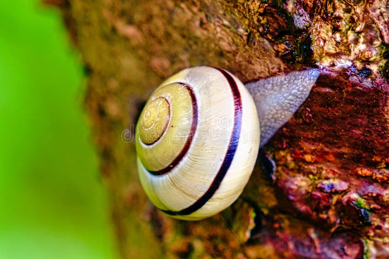 Black White Stripe Background Slime Stock Photos - Free & Royalty-Free ...