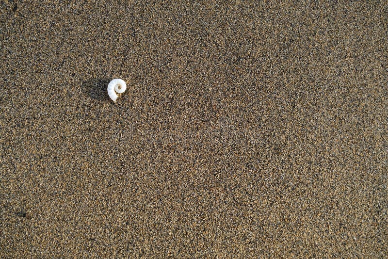 Small Spiral Shell on the Sand. Stock Photo - Image of seashore ...
