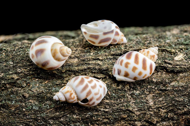 Snail Tree Bark Intricate Shell Pattern Stock Photos - Free & Royalty ...