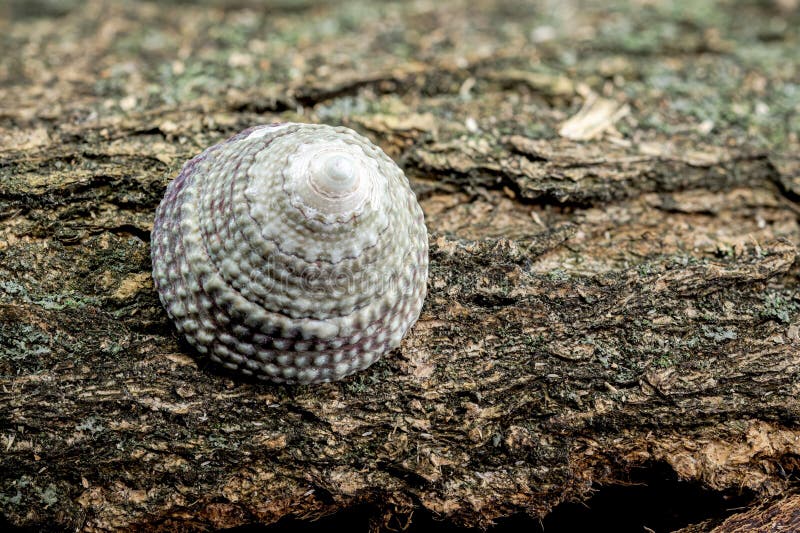 Small Spiral Shell on Textured Bark Stock Photo - Image of spiral ...