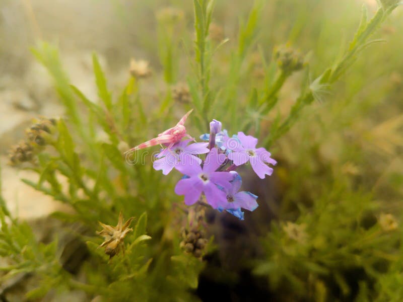 Small Spoder Ona Pink Flower with Legs Wide Open Stock Image - Image of ...