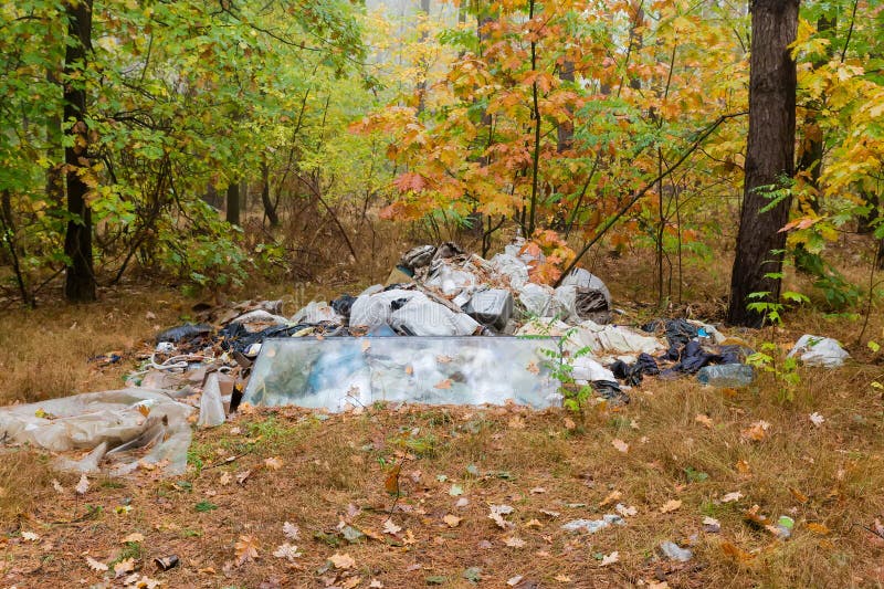 Small Spontaneous Dump in Autumn Forest in Overcast Morning Stock Image ...