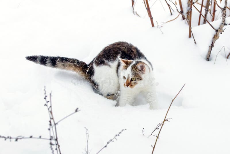 Small Spotted Cat in Winter on White Snow Stock Photo - Image of winter ...