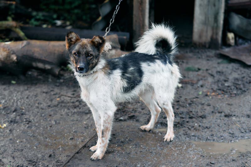 A Small Spotted Dog on the Farm Guards the House Stock Image - Image of ...