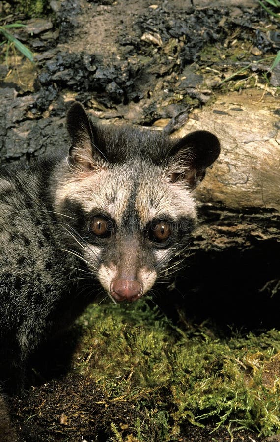 339 Genet Photos - Free & Royalty-Free Stock Photos from Dreamstime