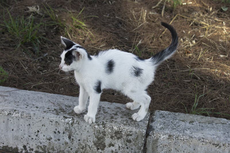 Small Spotted Kitten Close-up Stock Image - Image of mammal, predator ...
