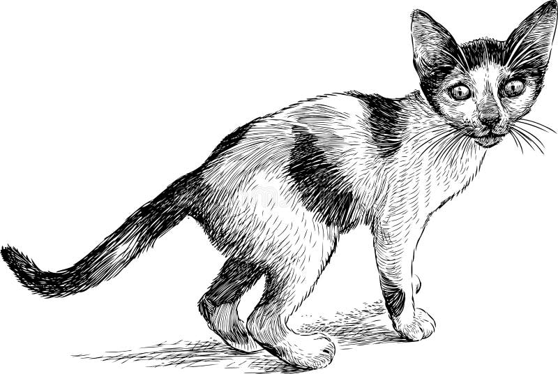 Small spotted kitten stock vector. Illustration of small - 76230008