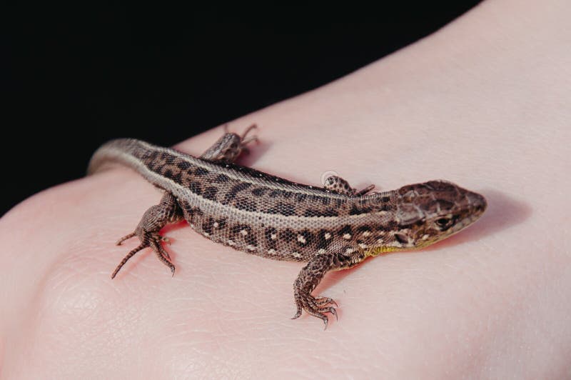 A Small Spotted Lizard on the Arm Stock Image - Image of lizard, exotic ...