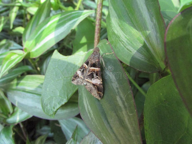 A Small Spotted Moth Sitting on a Leaf Stock Photo - Image of cloth ...