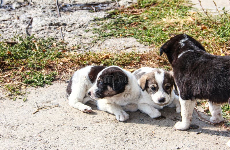 Small Spotted Puppies of a Stray Dog Stock Image - Image of dirty ...