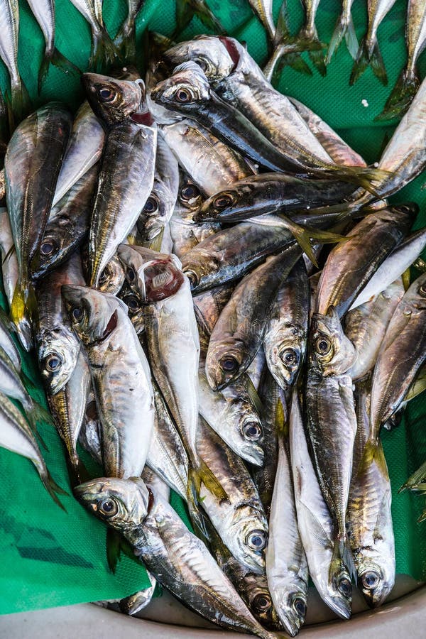 Small Sprat Fish Sea Food Background Stock Image - Image of fish ...